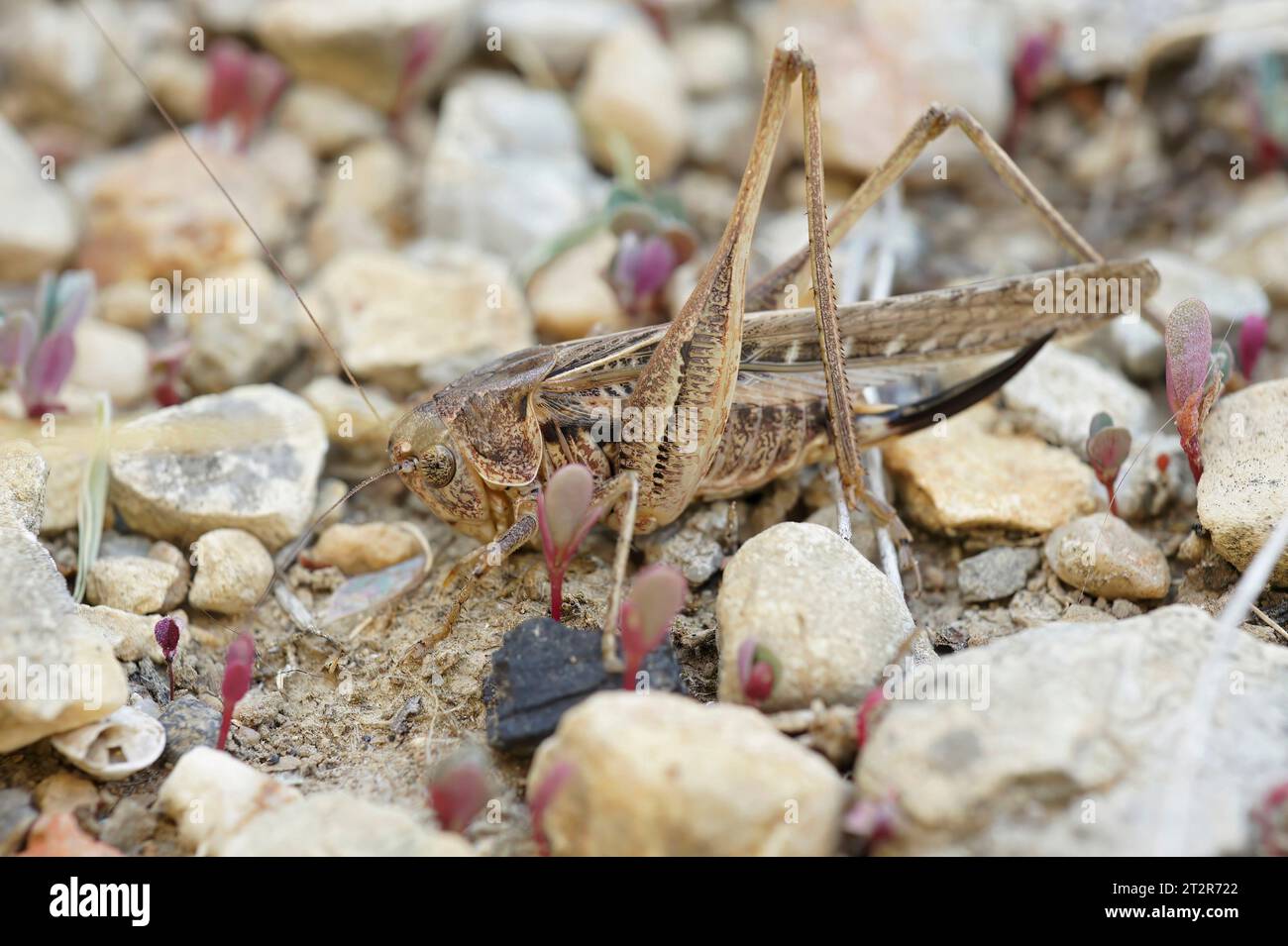 Natural closeup on a brown Mediterranean long-horned grasshopper ...