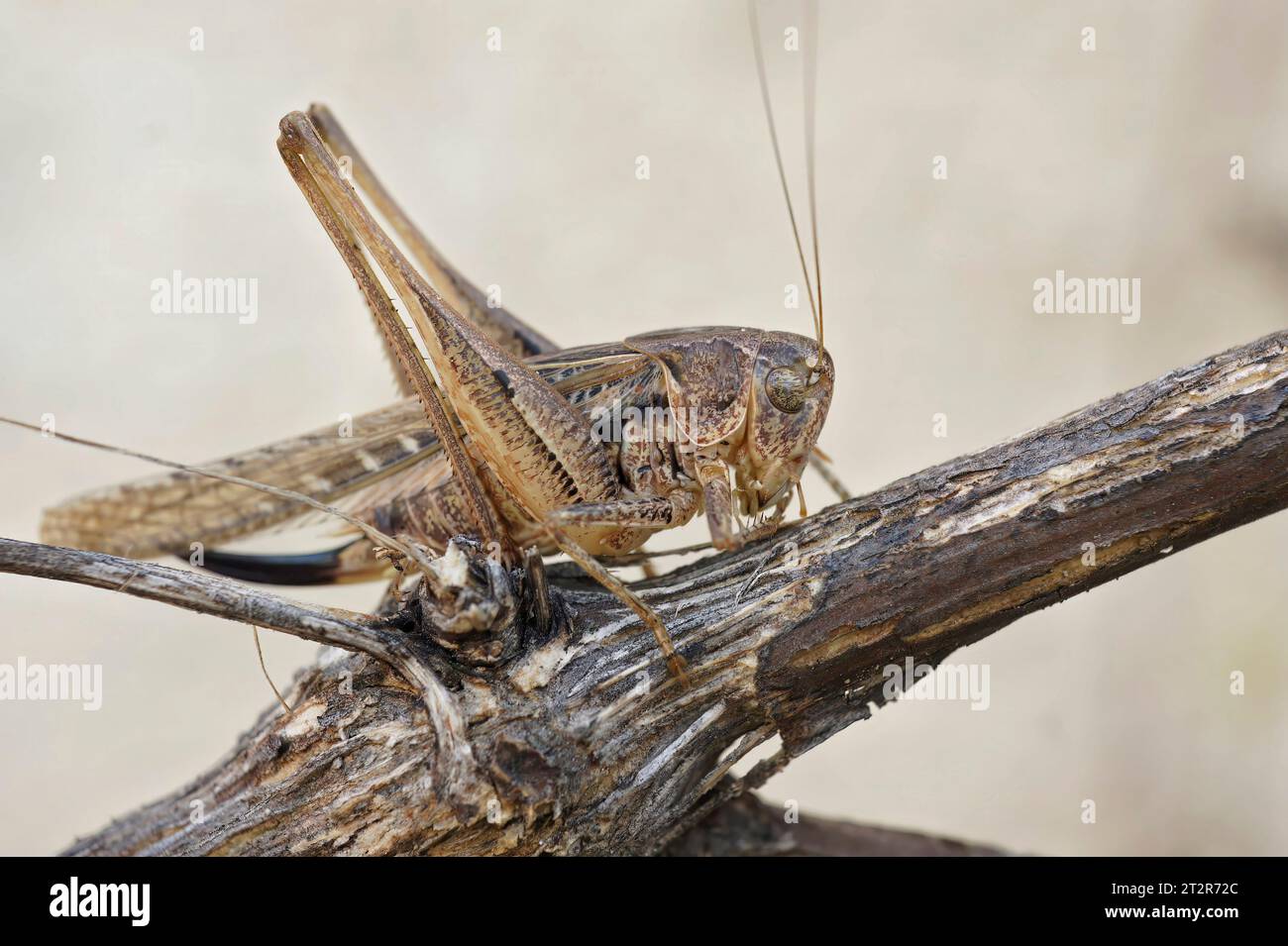 Natural closeup on a brown Mediterranean long-horned grasshopper ...