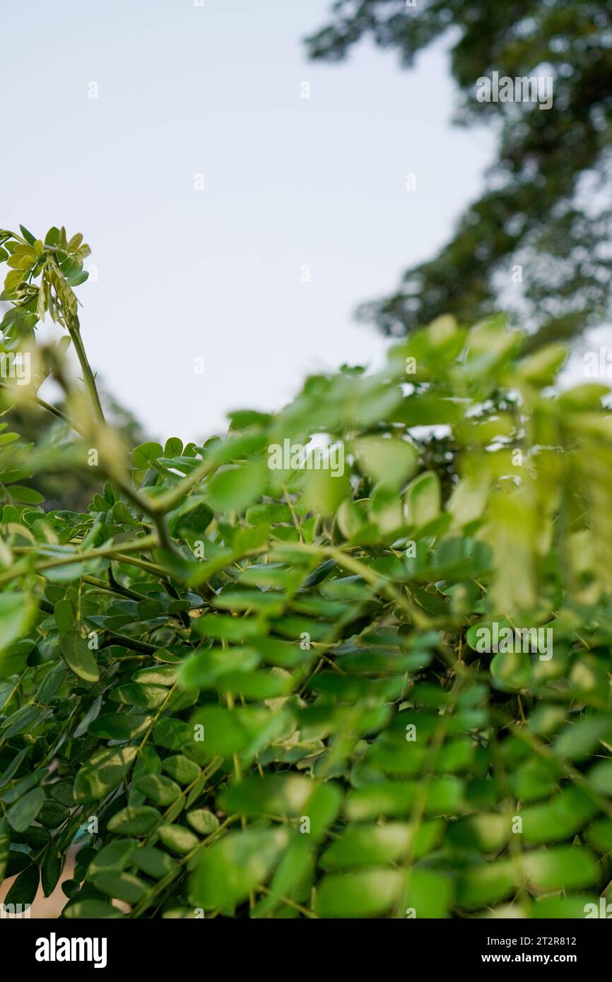 Trembesi tree leaves, seen up close with a viewpoint pointing towards ...
