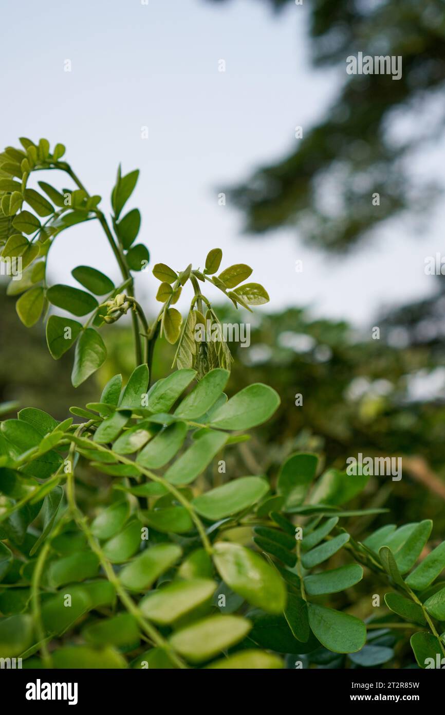 Trembesi tree leaves, seen up close with a viewpoint pointing towards ...