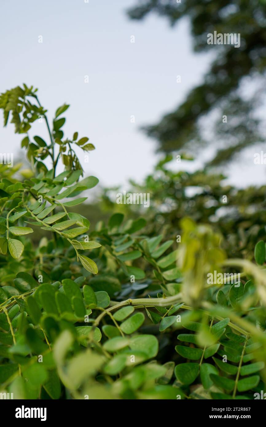 Trembesi tree hi-res stock photography and images - Alamy