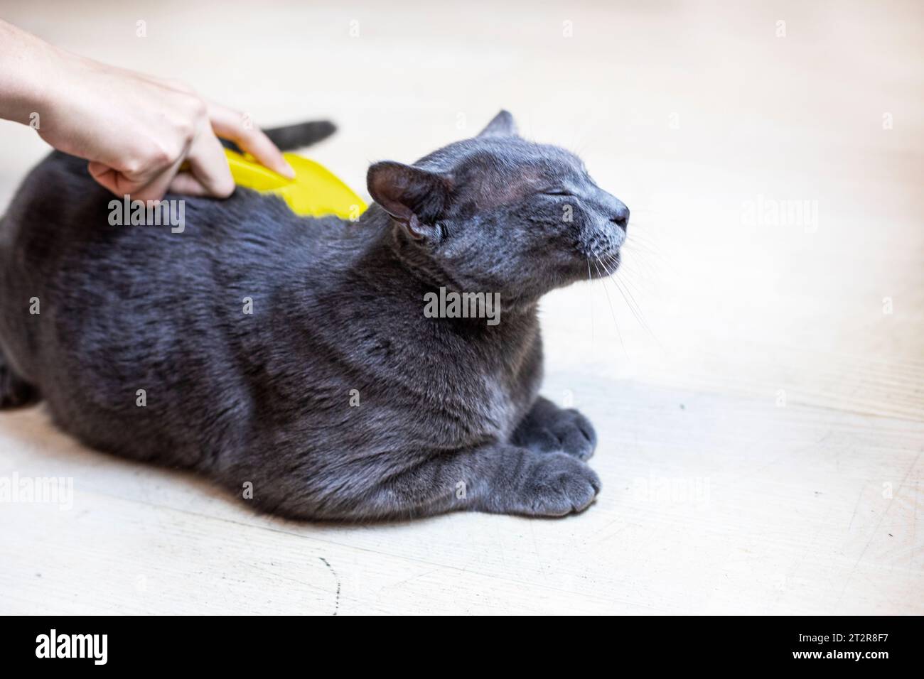 Cats grooming routine hi-res stock photography and images - Alamy