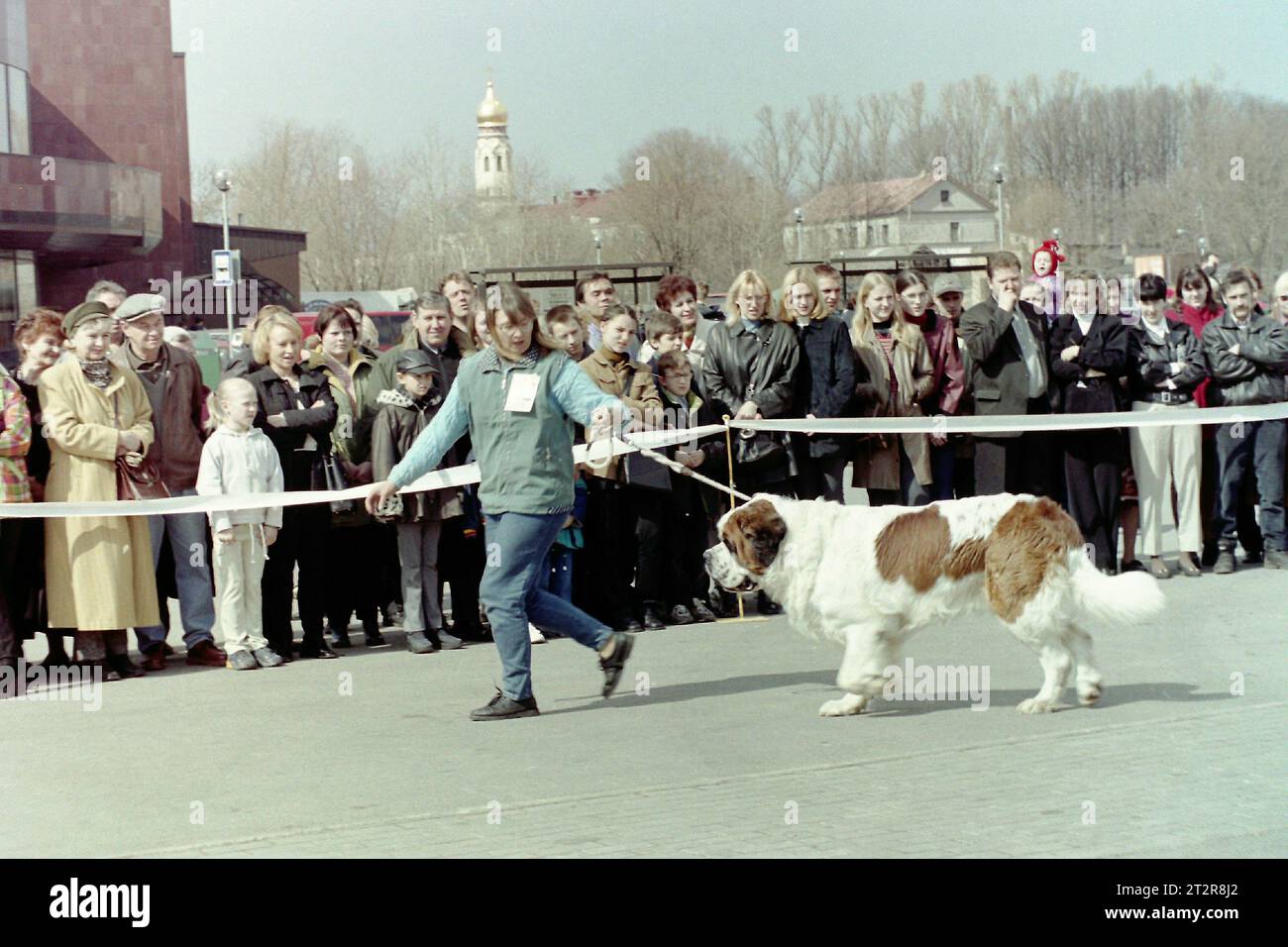 Exhibition of purebred St. Bernard dogs in the Latgale suburb of Riga ...