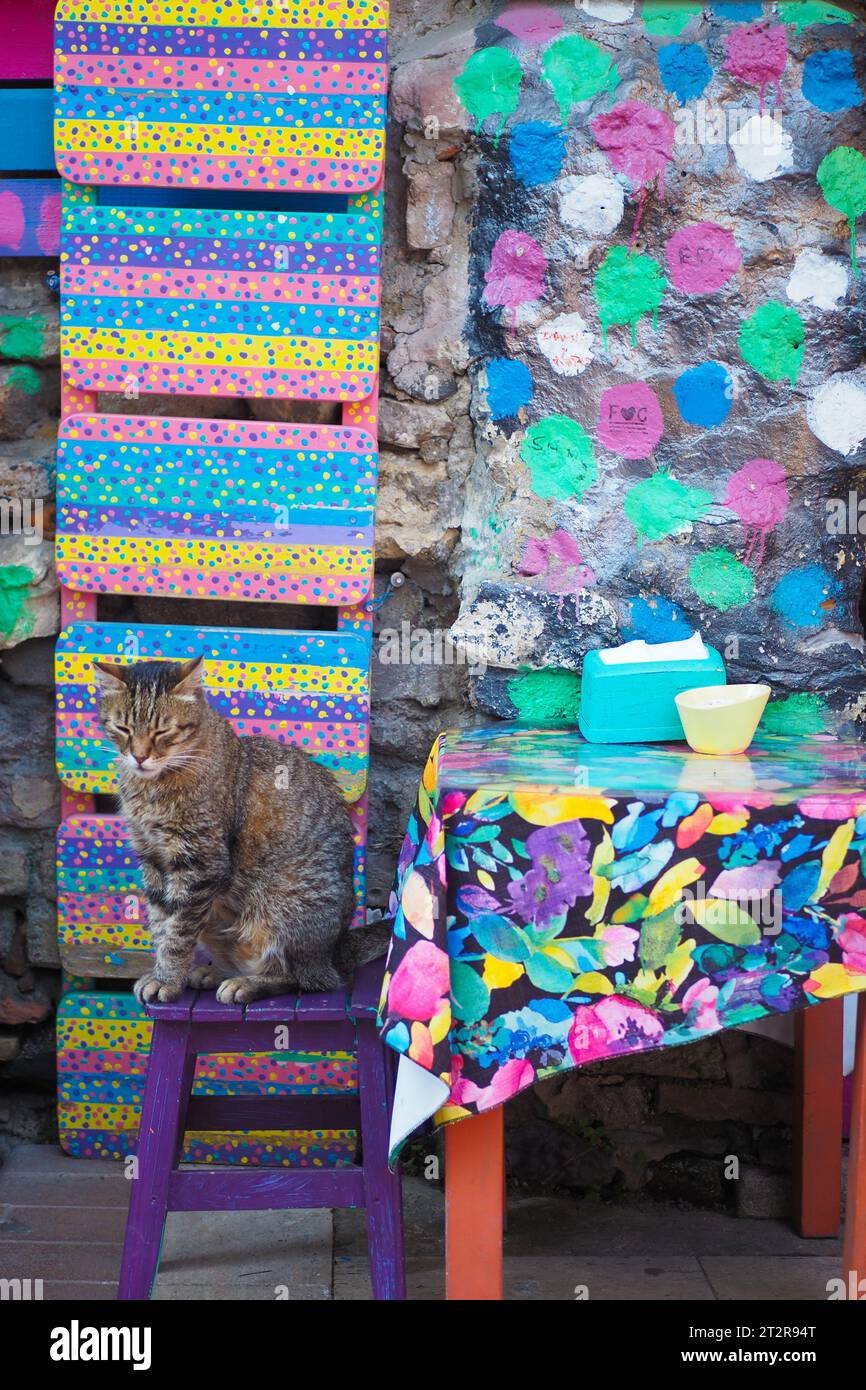 Cat cafe istanbul hi-res stock photography and images - Alamy