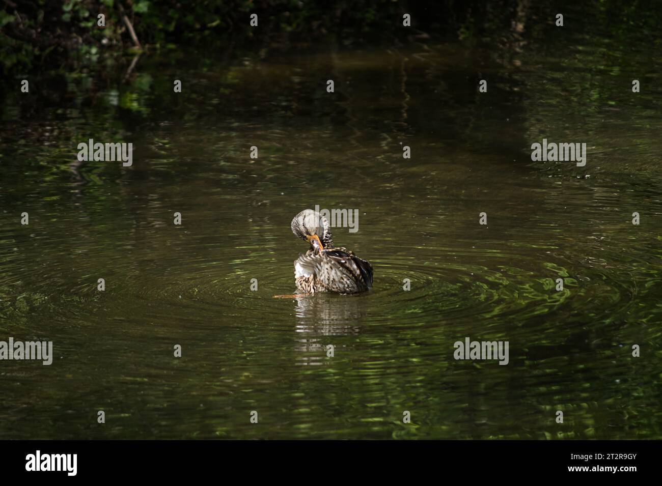 Ente hi-res stock photography and images - Alamy