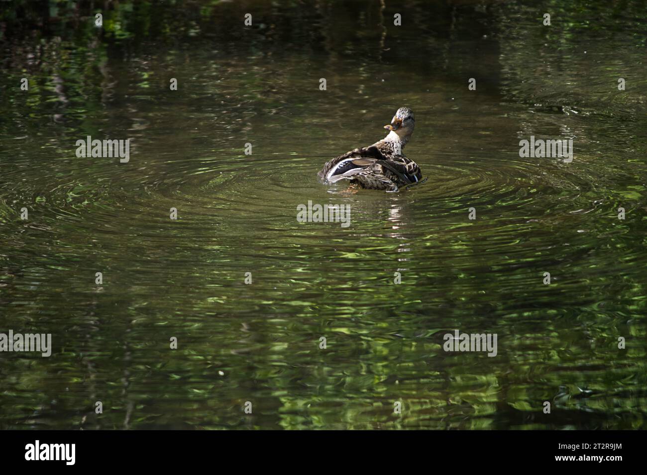 Ente hi-res stock photography and images - Alamy