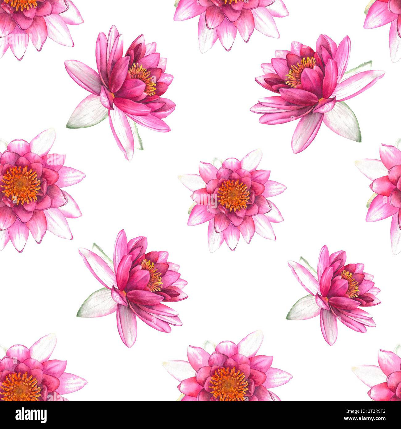 Water lilies. Watercolor seamless pattern with pink flowers on white ...