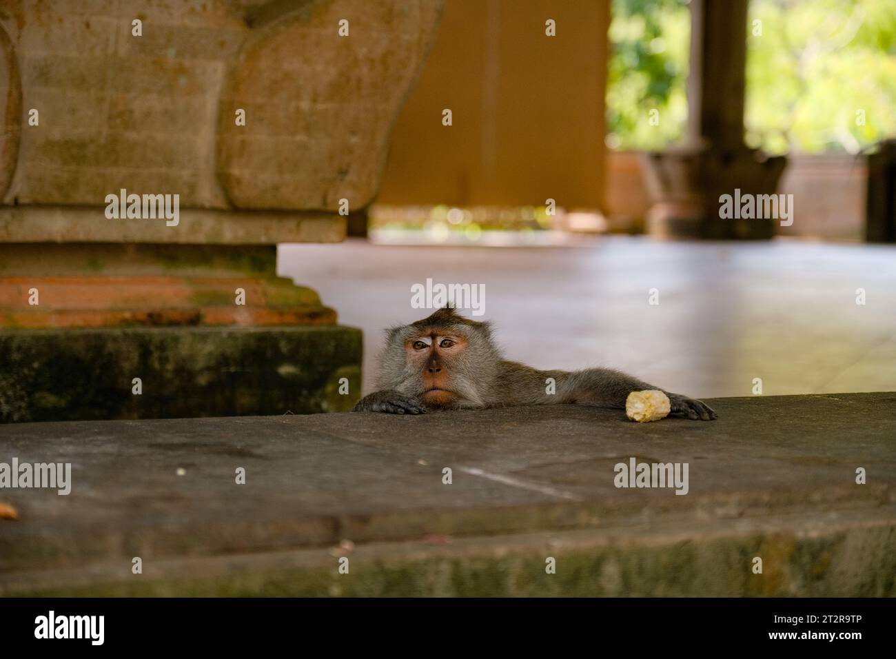 Encounter the epitome of chill as a monkey's face is carved on stone ...