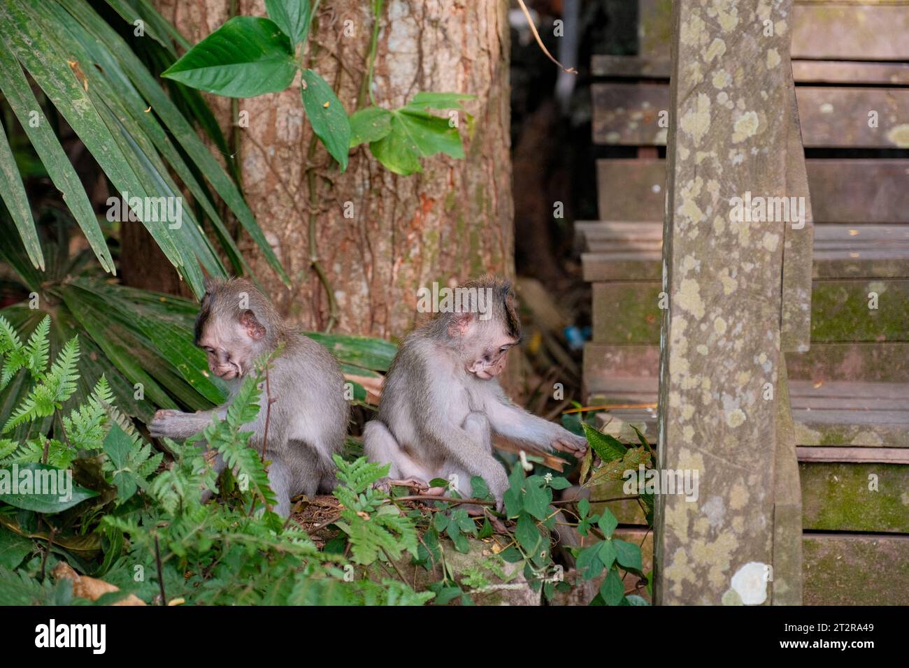 Primate playmates hi-res stock photography and images - Alamy