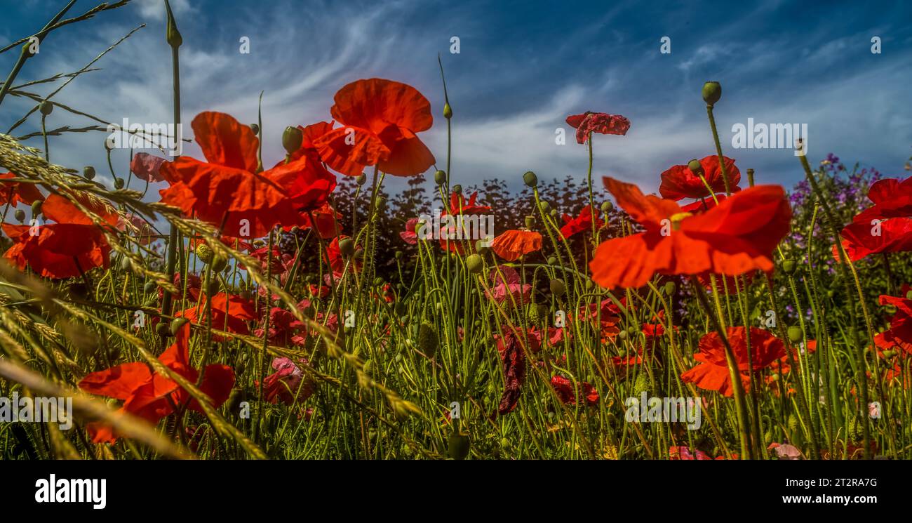 Poppies flowers blue sky clouds hi-res stock photography and images - Alamy