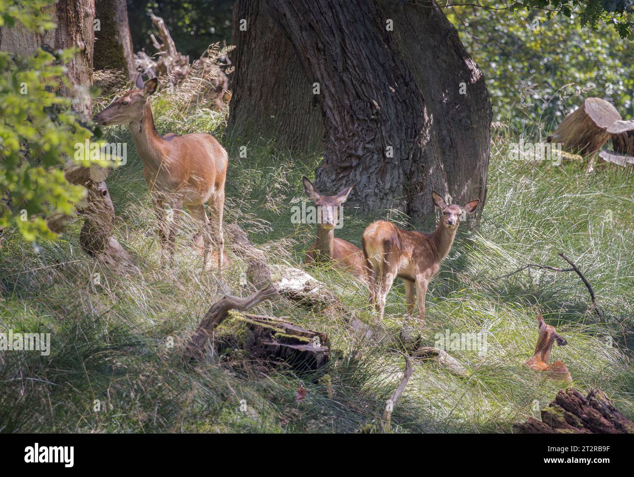 Dyrehaven park copenhagen hi-res stock photography and images - Alamy