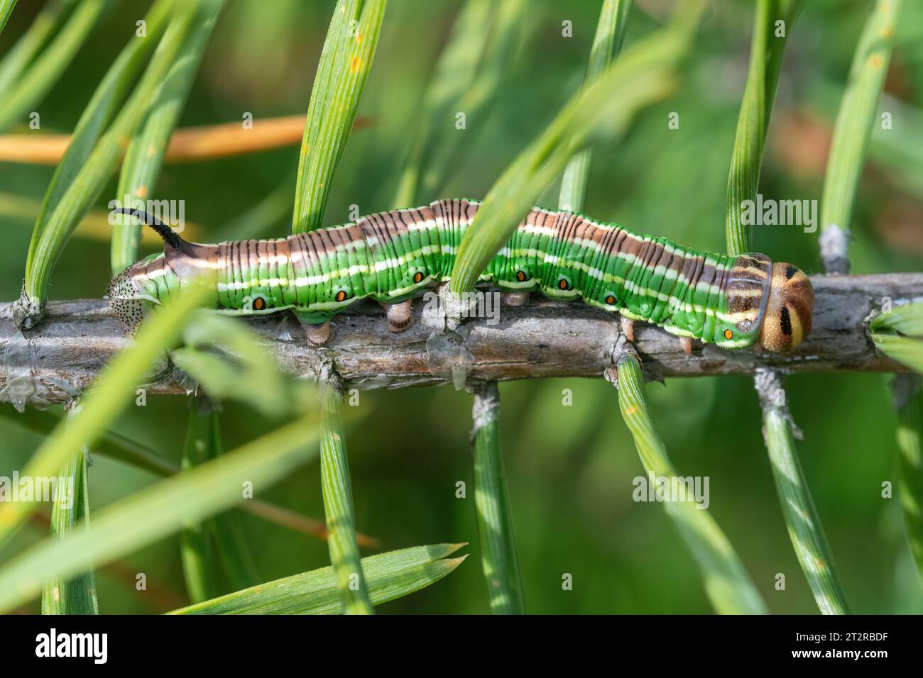 Pine hawk-moth (Sphinx pinastri) caterpillar or larva on scots pine ...