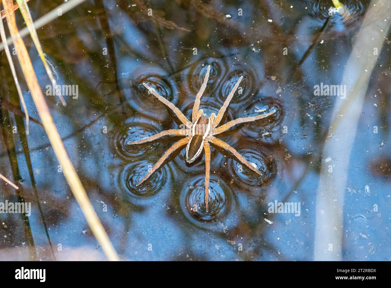 Raft spider (Dolomedes fimbriatus) on a heathland pond in Surrey, UK ...
