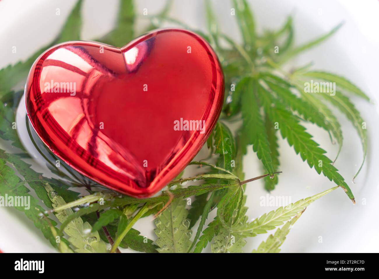 Heart and cannabis leaves on white background. Use of CBD Cannabinoid for heart health and ...