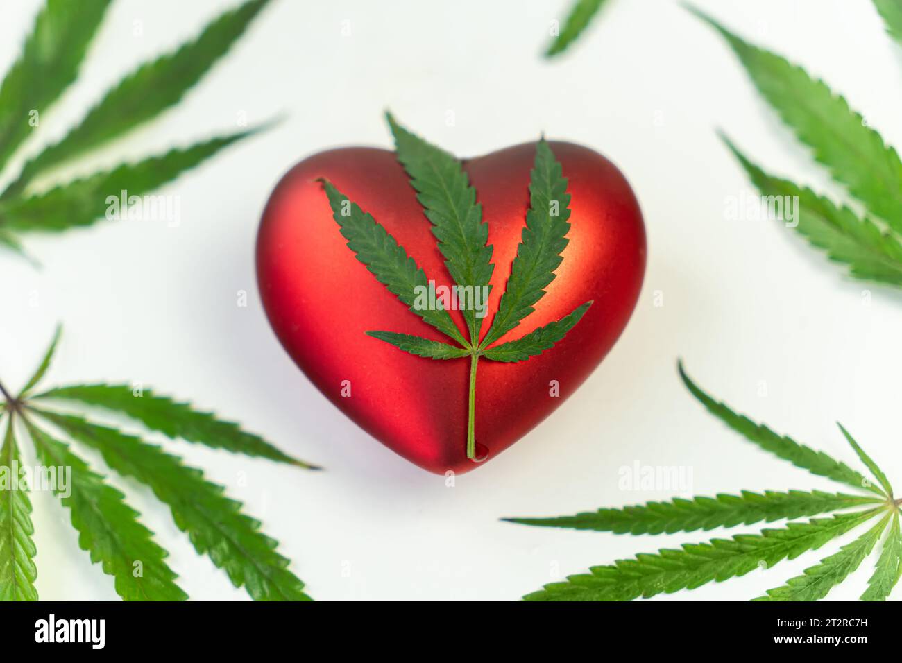 green hemp leaf and ceramic heart model on white background, medical cannabis concept, close up ...
