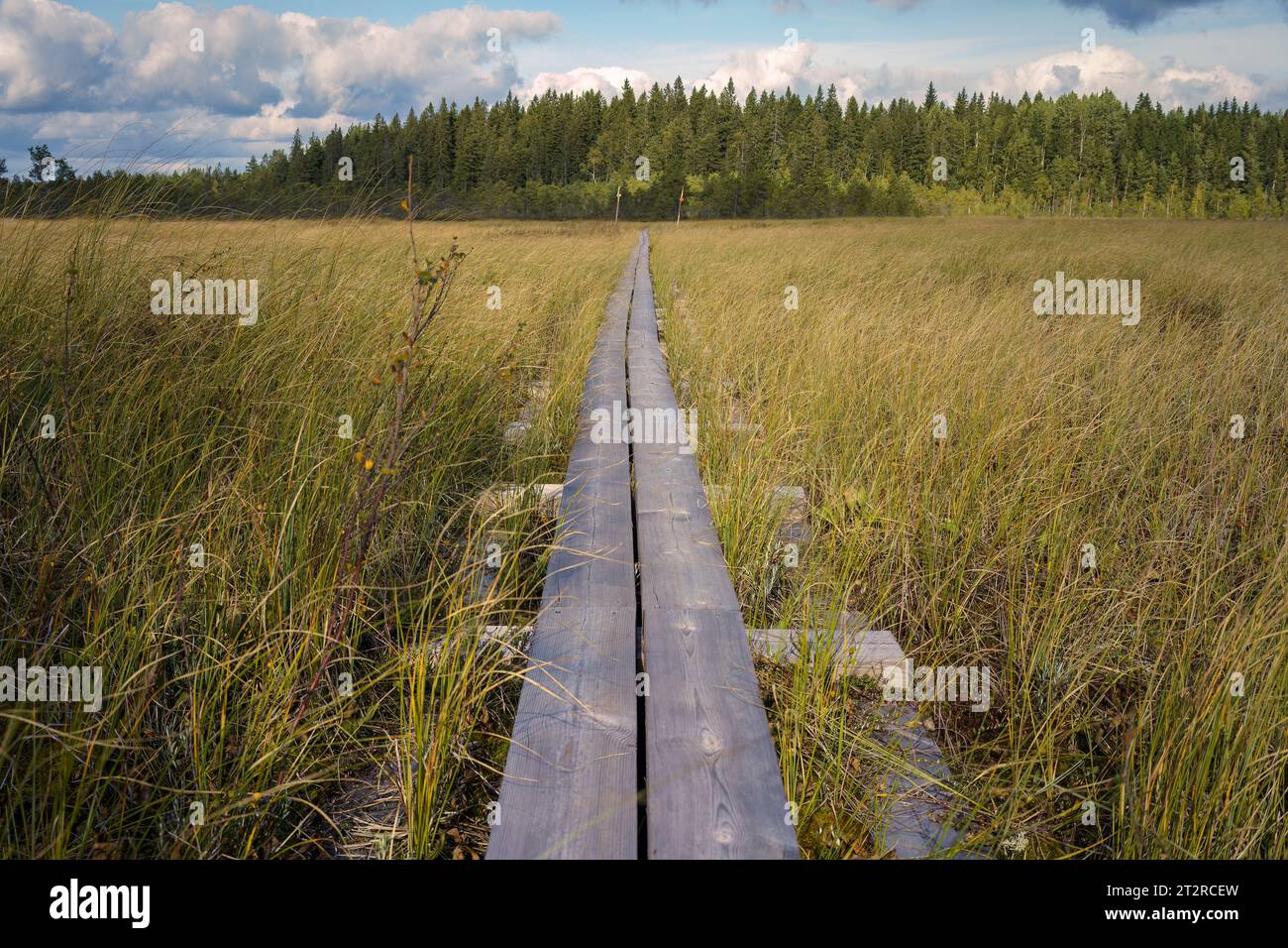 Wooden duckboard trail leading through the swamp in Kurjenrahka ...