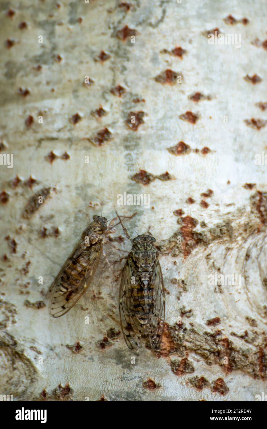 Cicadas structure hi-res stock photography and images - Alamy