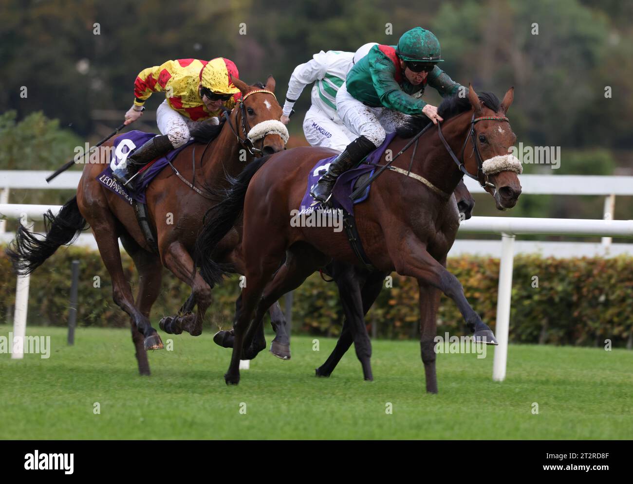 Azada horse hi-res stock photography and images - Alamy