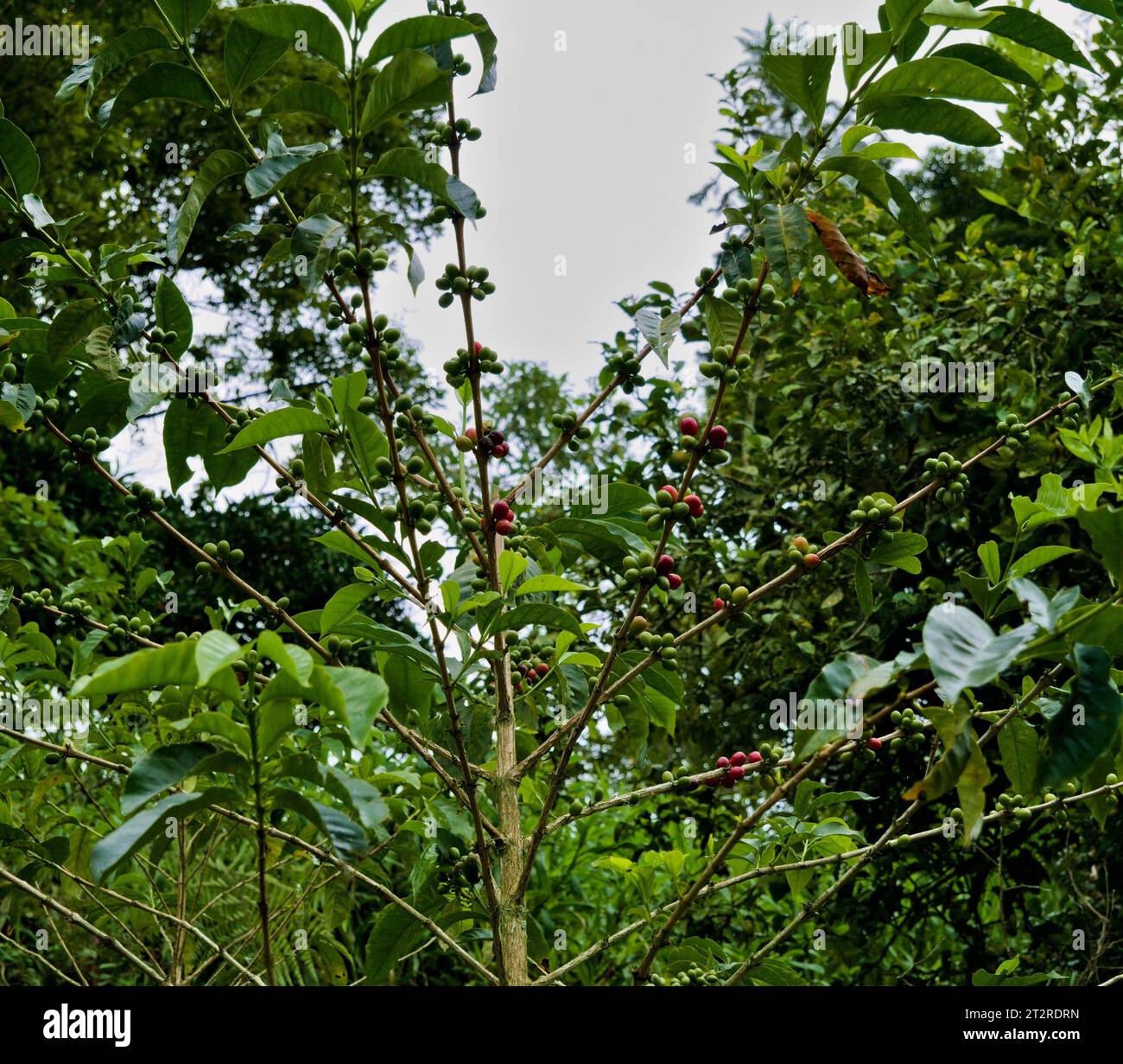 Colombian coffee plantation hi-res stock photography and images - Alamy