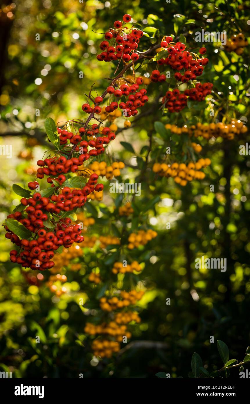 Vintage botanical art berries hi-res stock photography and images - Alamy