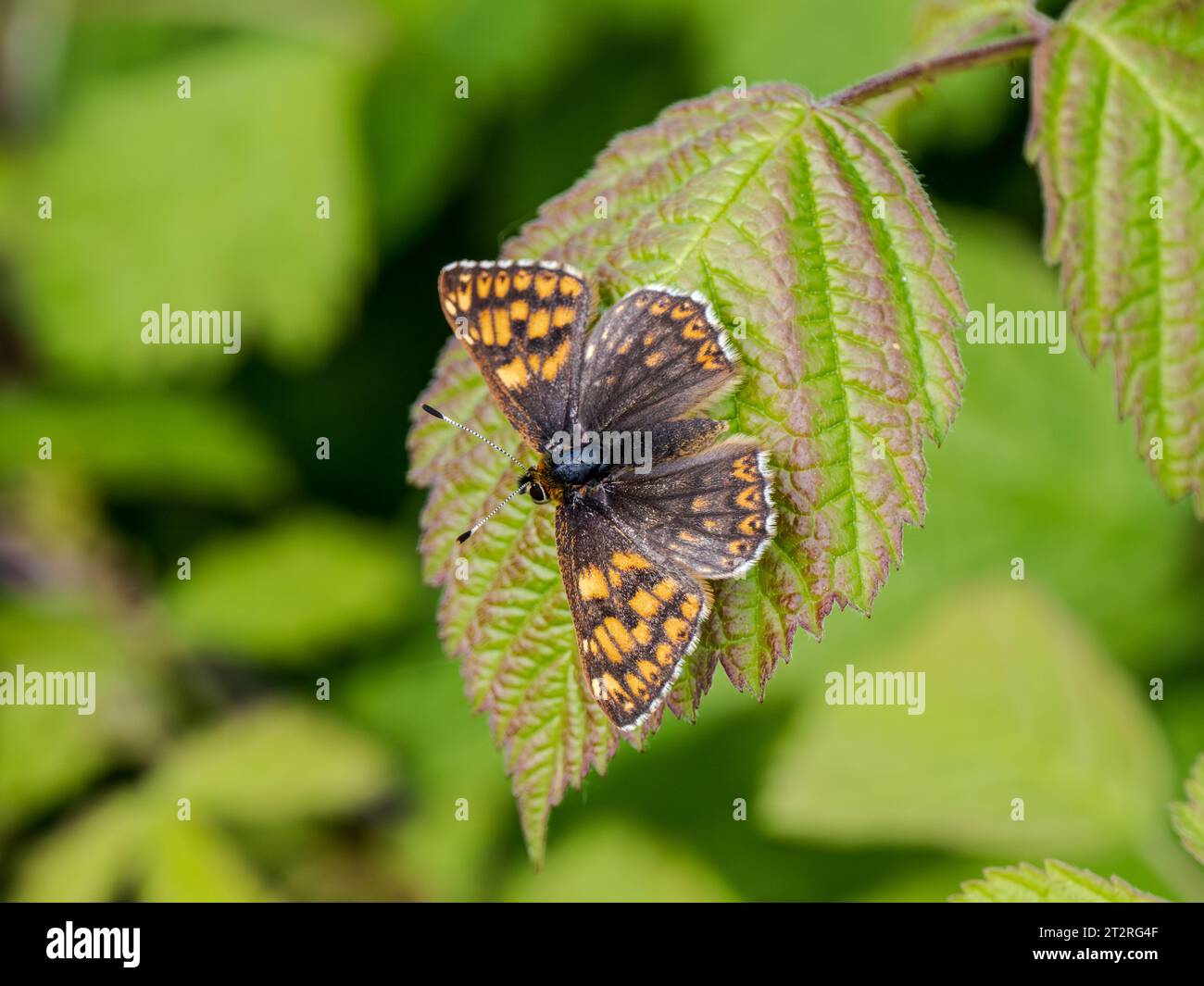 Duke of Burgundy Butterfly Stock Photo - Alamy