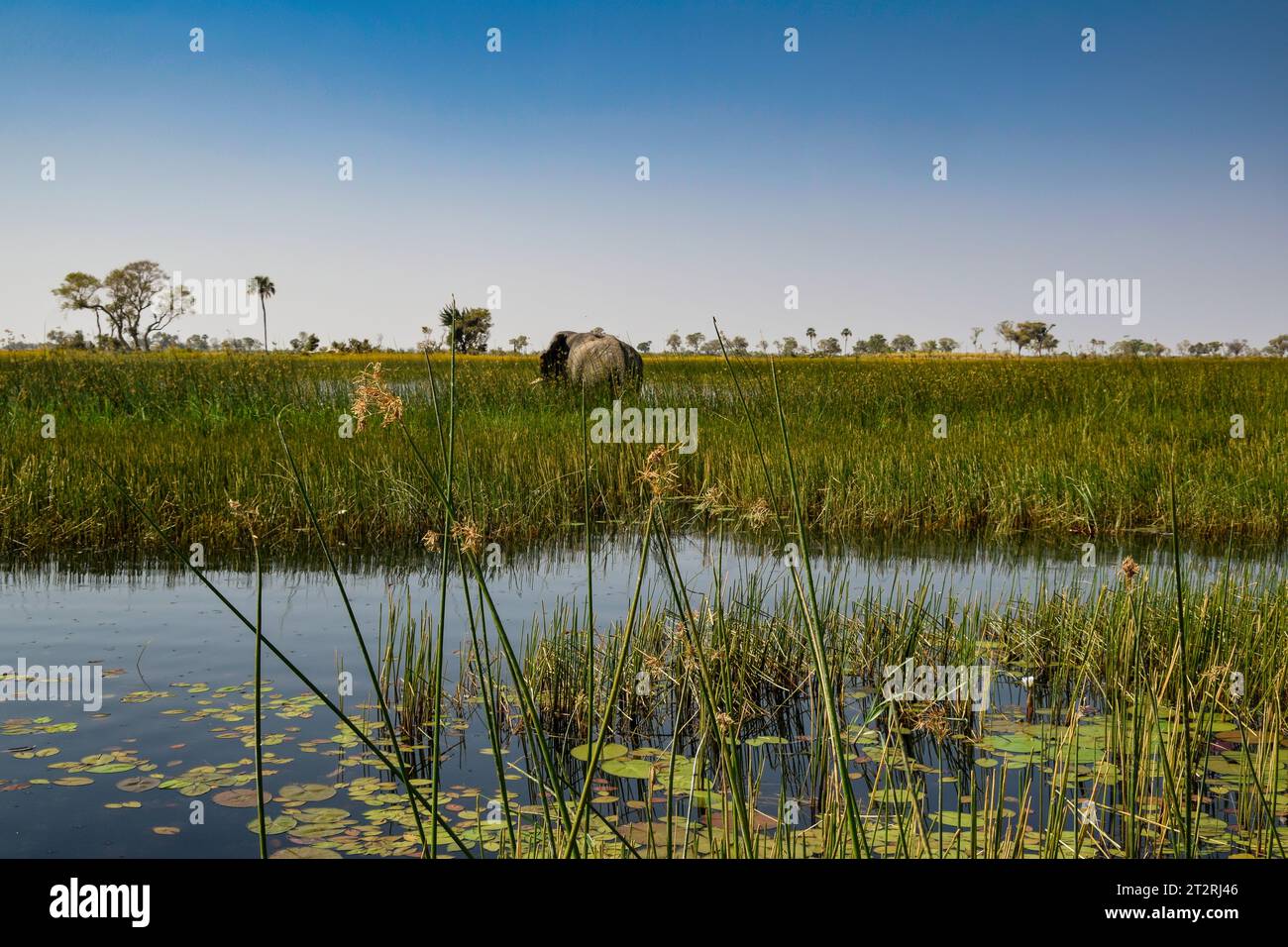 Botswana okavango river wildlife hi-res stock photography and images ...