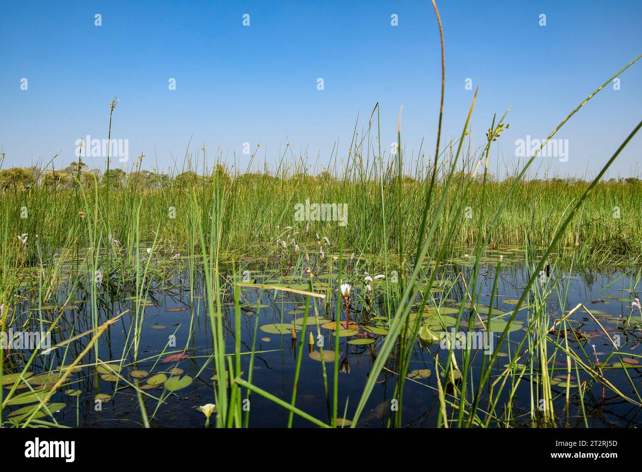 Botswana okavango river wildlife hi-res stock photography and images ...