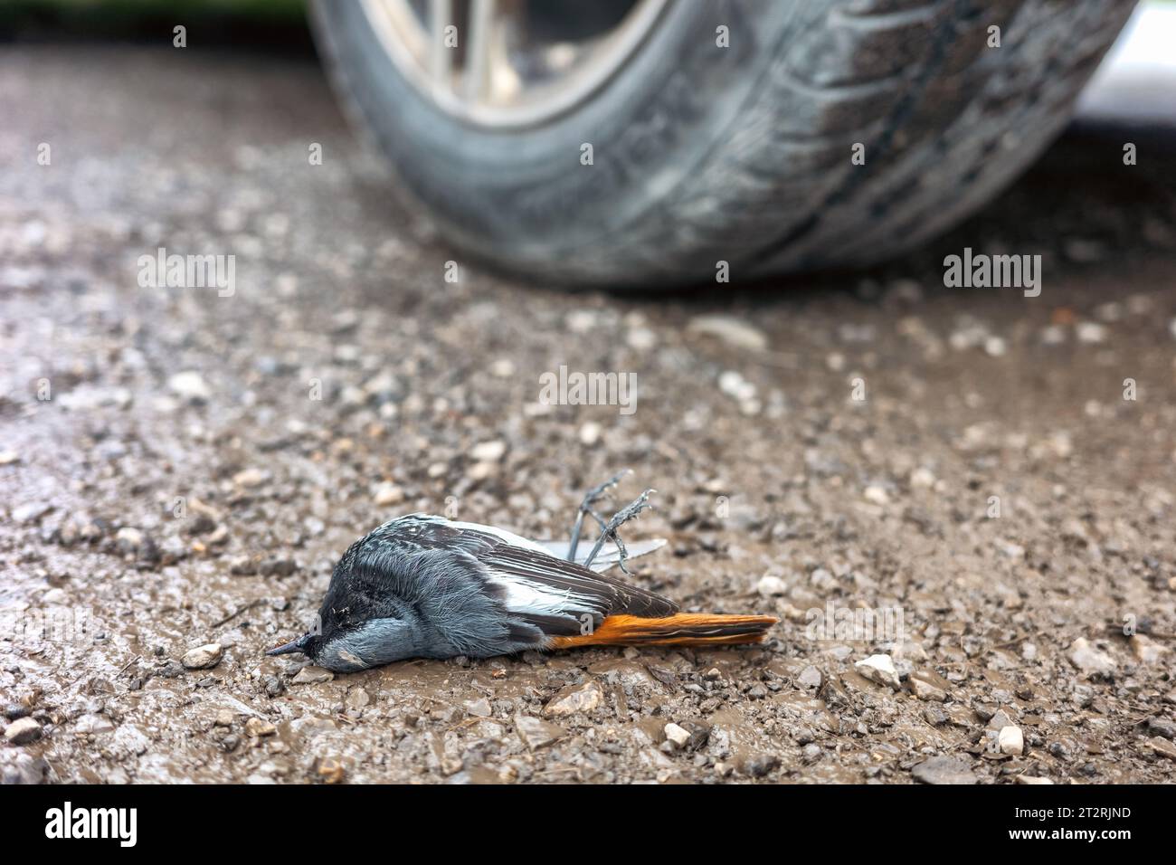 Bird killed by car on road. Dead bird lies on the asphalt. Animal ...