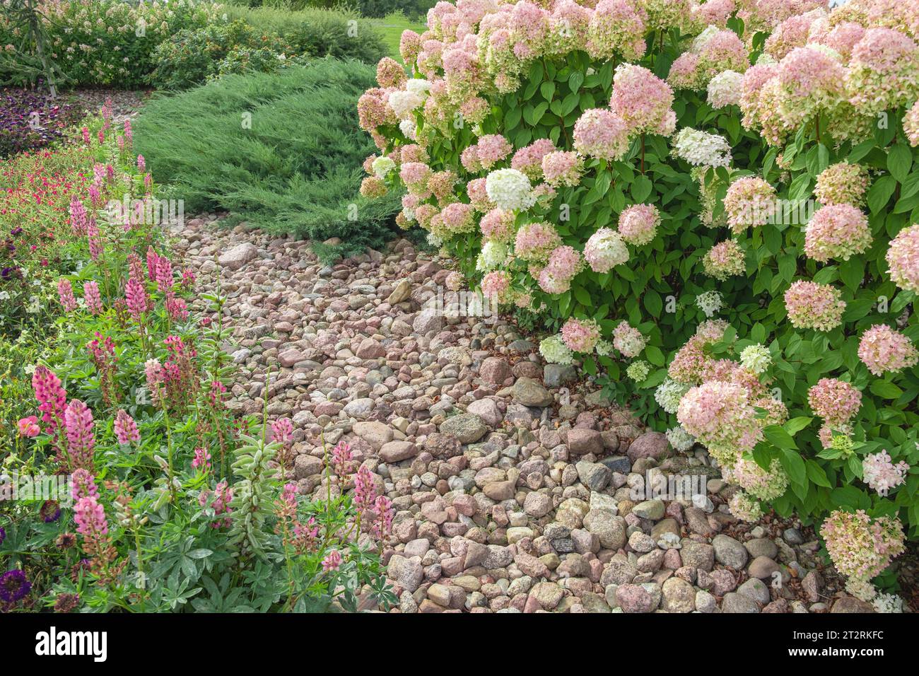 Hydrangea paniculata and conifer. Beautiful Garden path made of natural ...