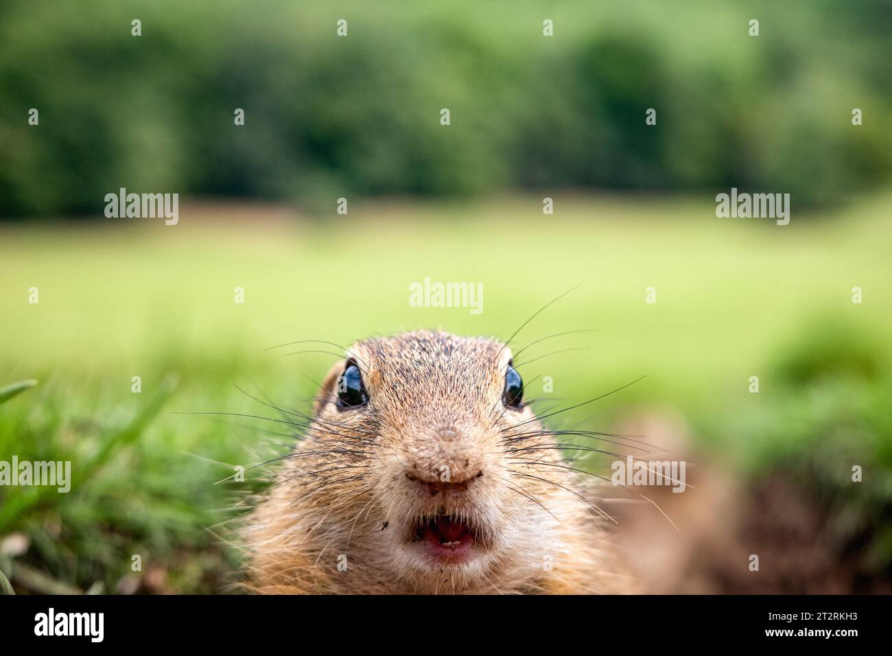 Animal face looking at camera hi-res stock photography and images - Alamy