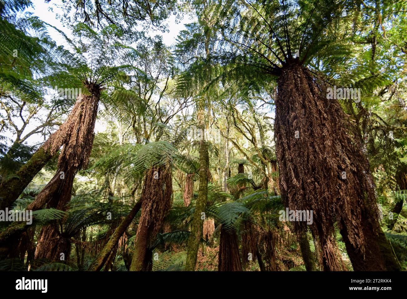 Forest of giant tree ferns near Samaipata (Bolivia Stock Photo - Alamy