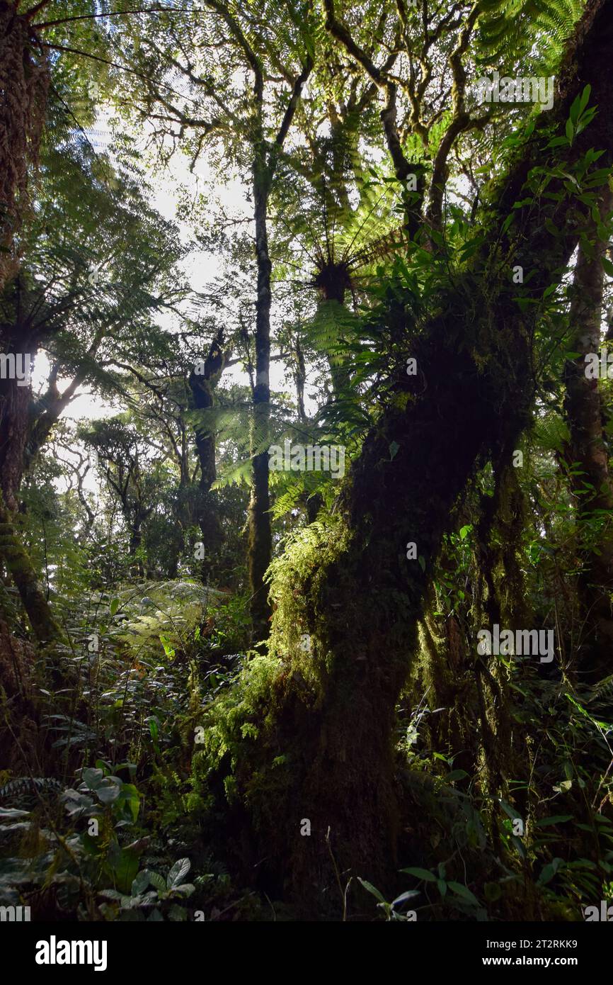 Forest of giant tree ferns near Samaipata (Bolivia Stock Photo - Alamy