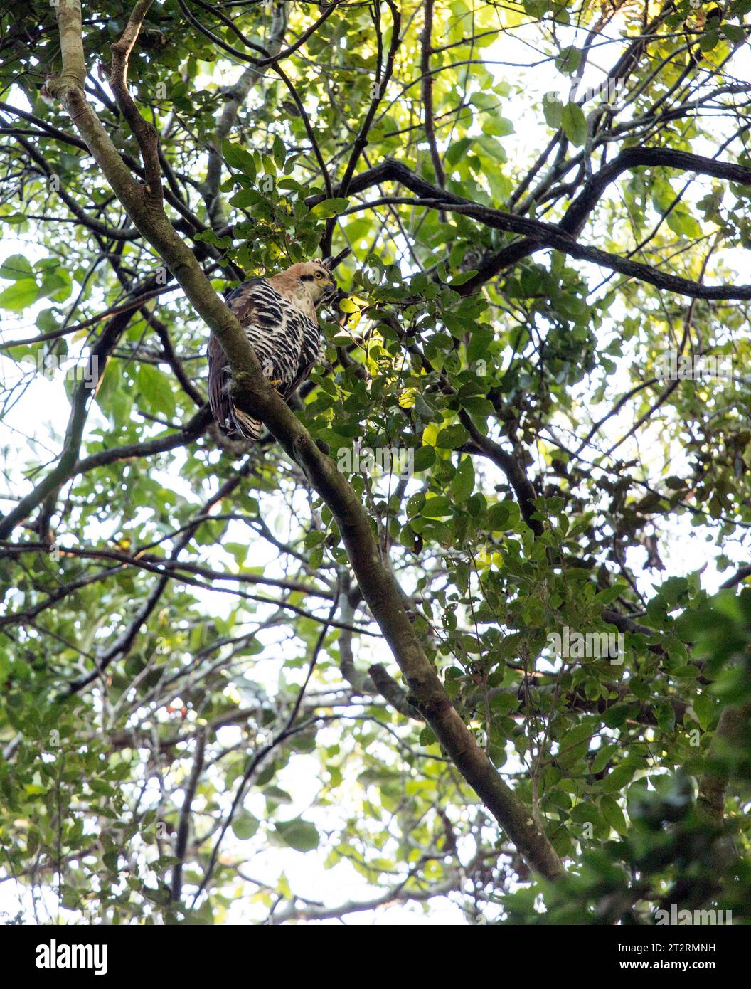 Photo of Spizaetus ornatus, the ornate hawk-eagle, in Mexico Stock ...