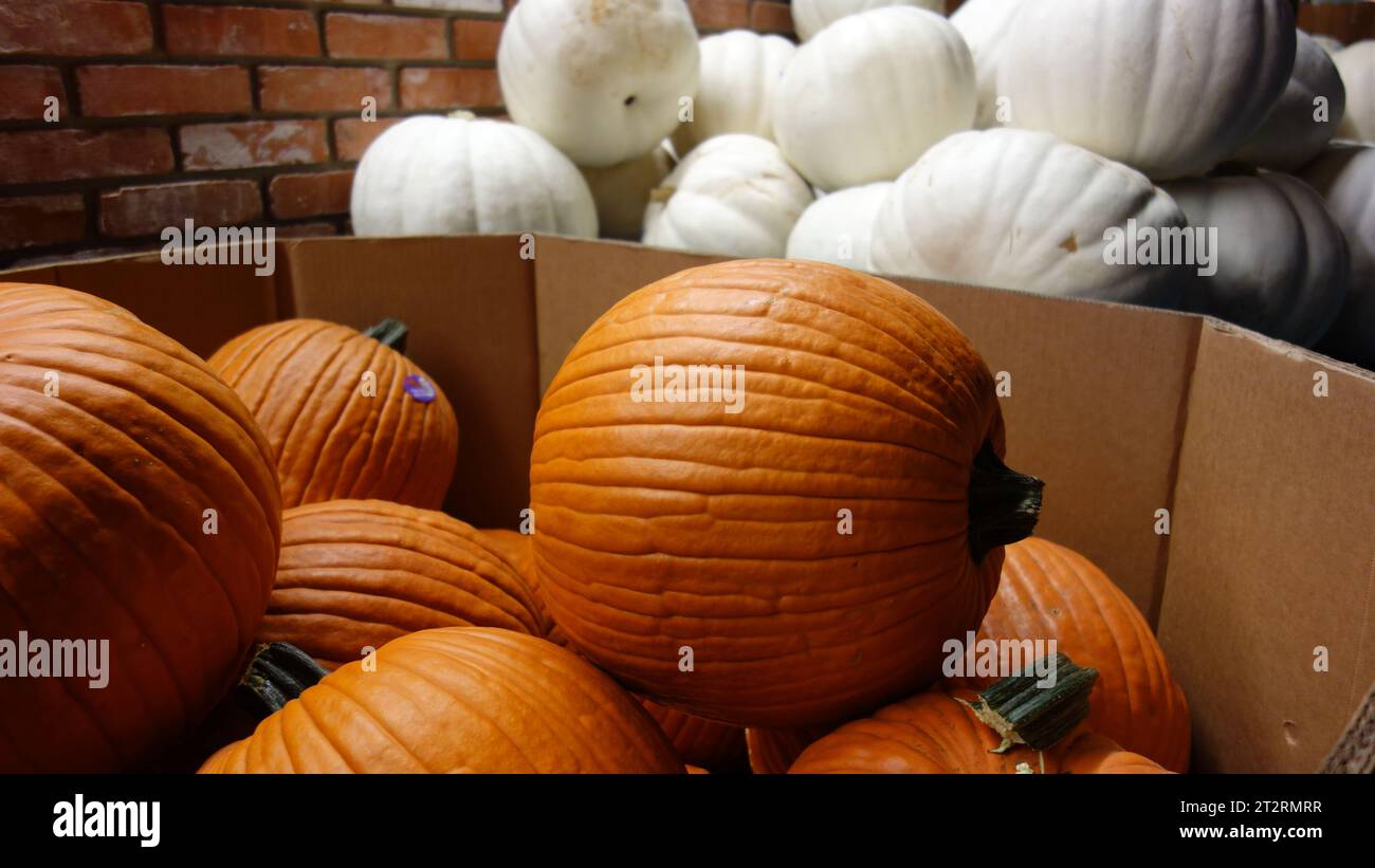 White orange pumpkins hi-res stock photography and images - Alamy