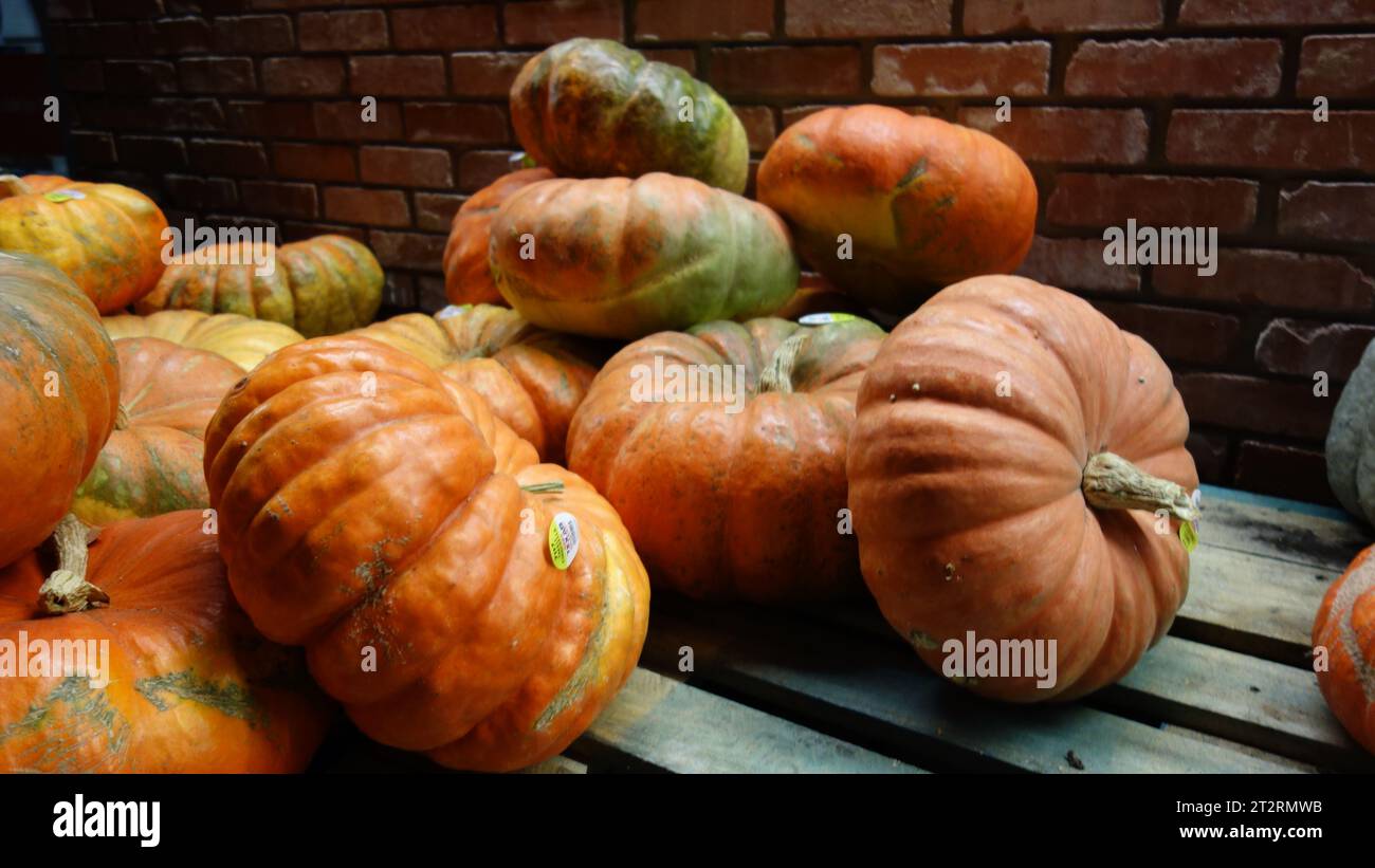 The largest Pumpkins Season. The largest Orange Pumpkins in the Town ...