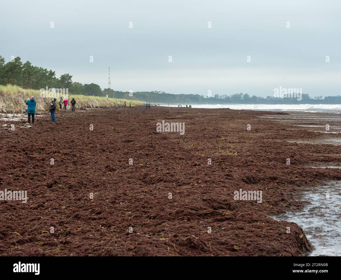 Breege, Germany. 21st Oct, 2023. A thick, wide carpet of algae lies on ...