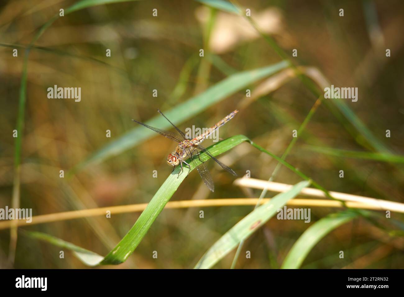 Libelle auf gras hi-res stock photography and images - Alamy