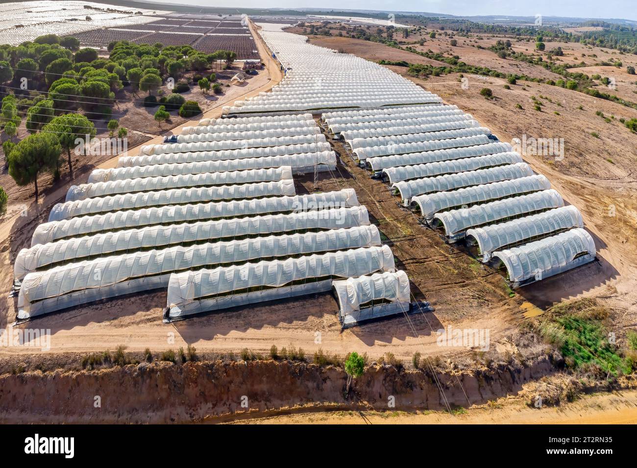 Intensive cultivation field with plastic-covered crops full of ...