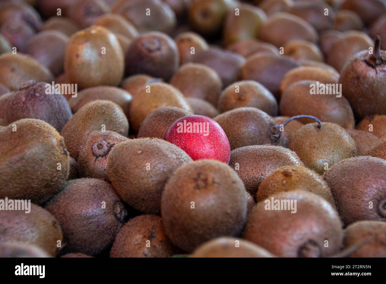Red kiwi fruit hi-res stock photography and images - Alamy