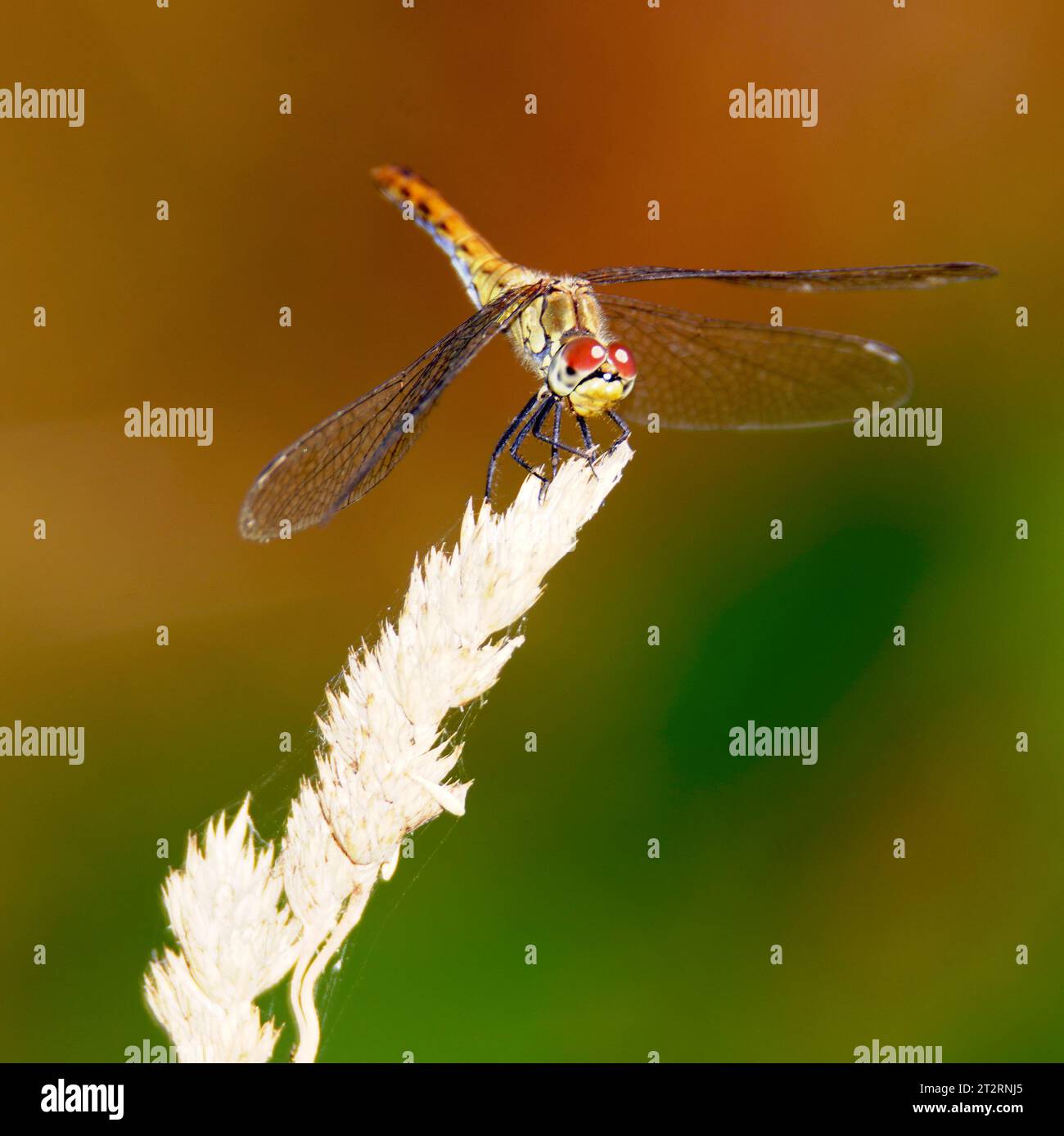 Augen libelle hi-res stock photography and images - Alamy