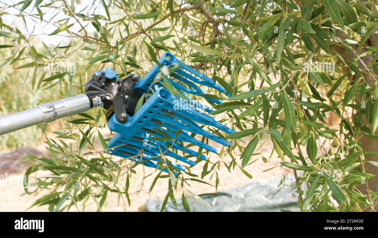 Pneumatic olive harvester Stock Photo - Alamy