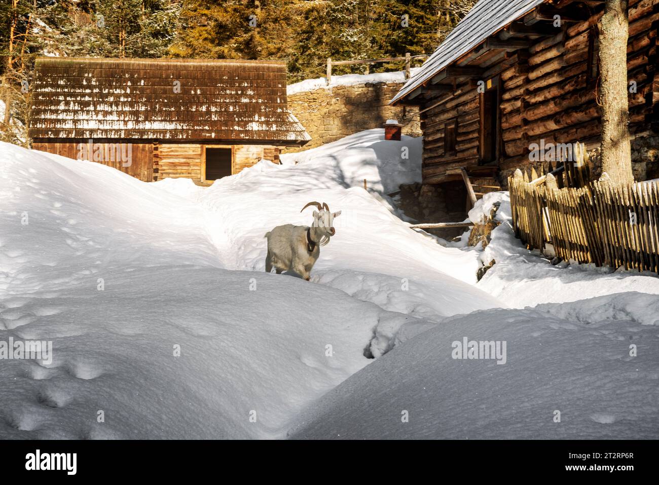 White goat walking in snow and wooden cottage in forest at background ...