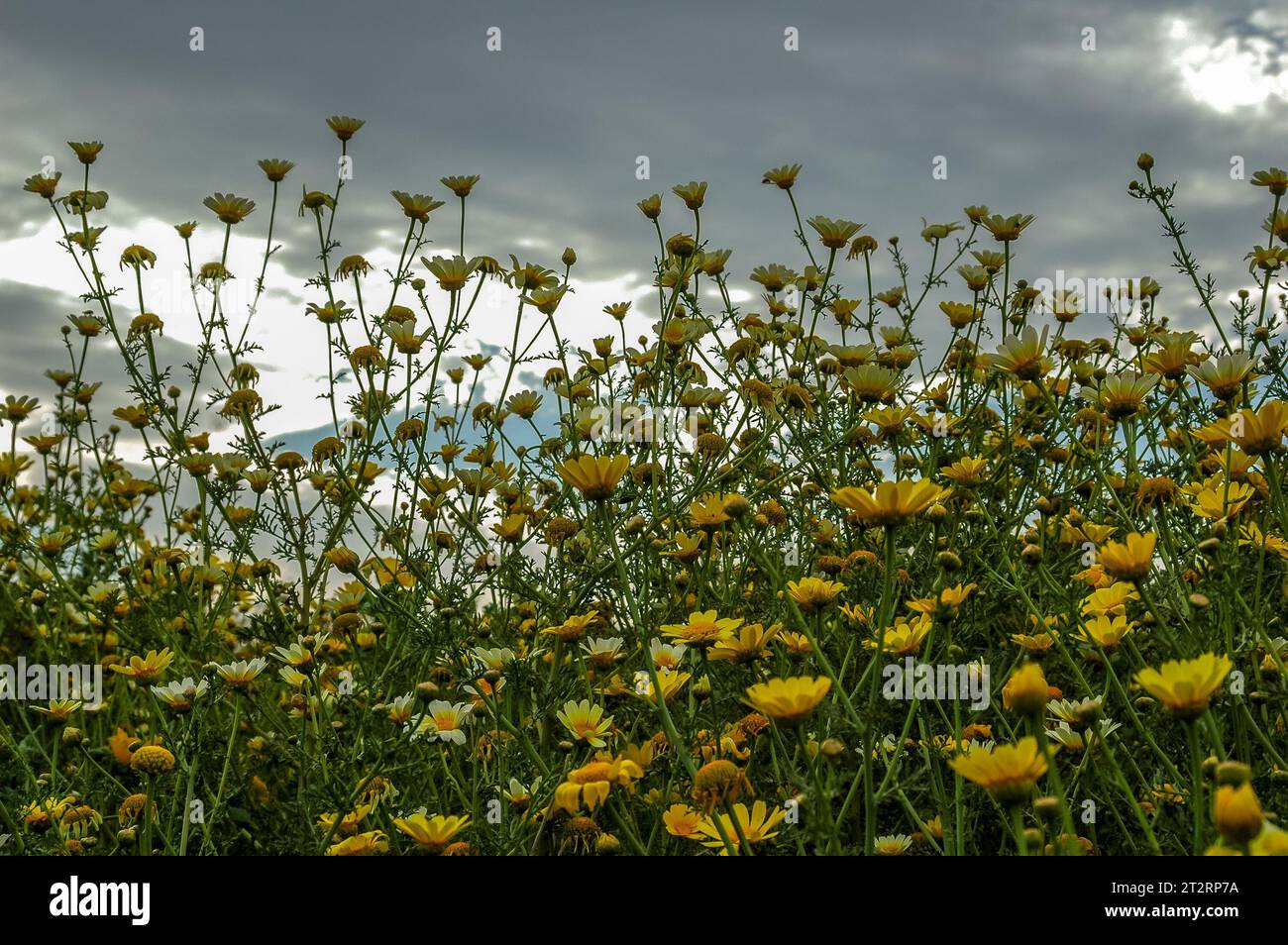 Flora of Crete Stock Photo - Alamy