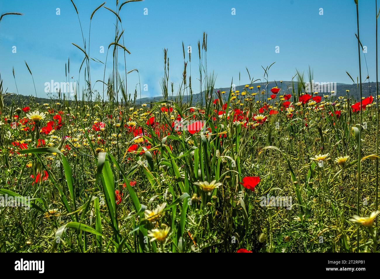Flora of Crete Stock Photo - Alamy