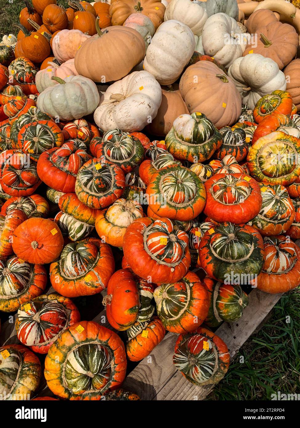 Turks turban squash hi-res stock photography and images - Alamy