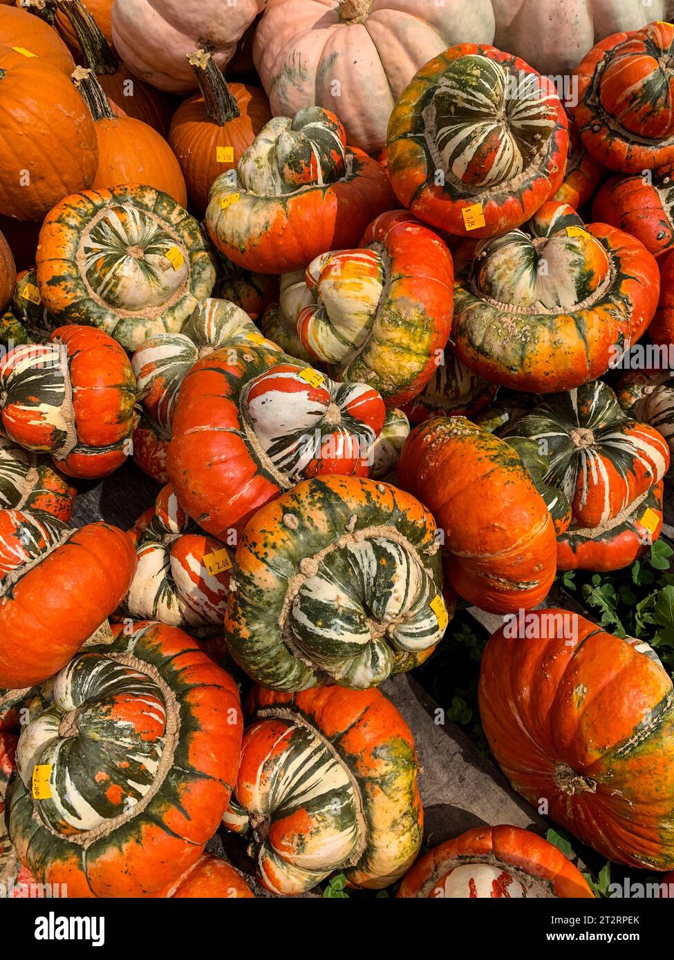 Turban Squash, for Halloween Decoration Stock Photo - Alamy