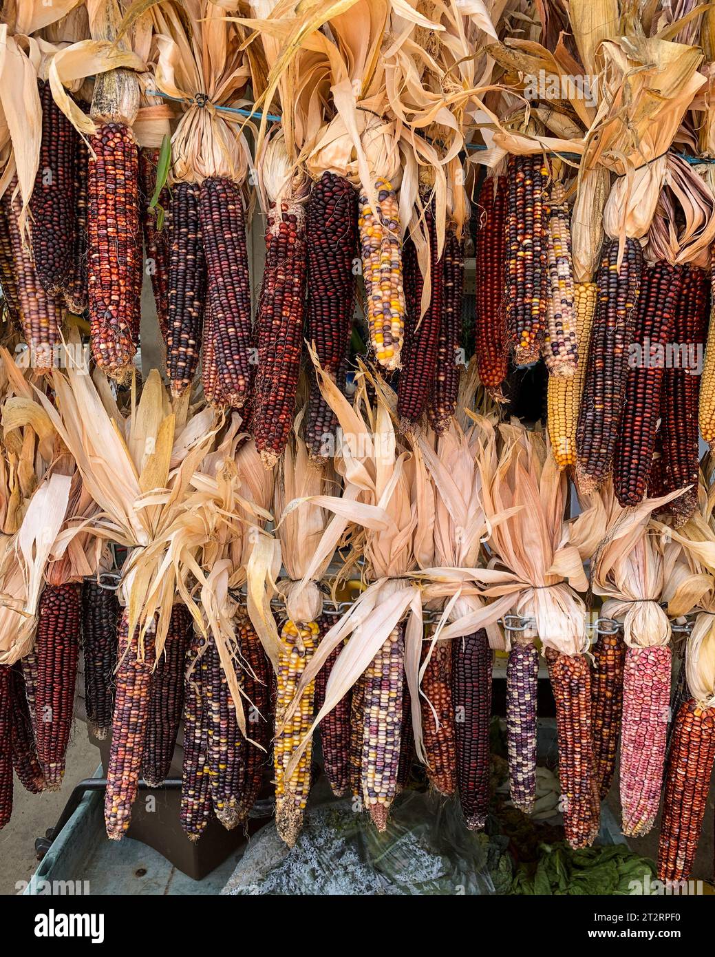 Indian corn hi-res stock photography and images - Alamy