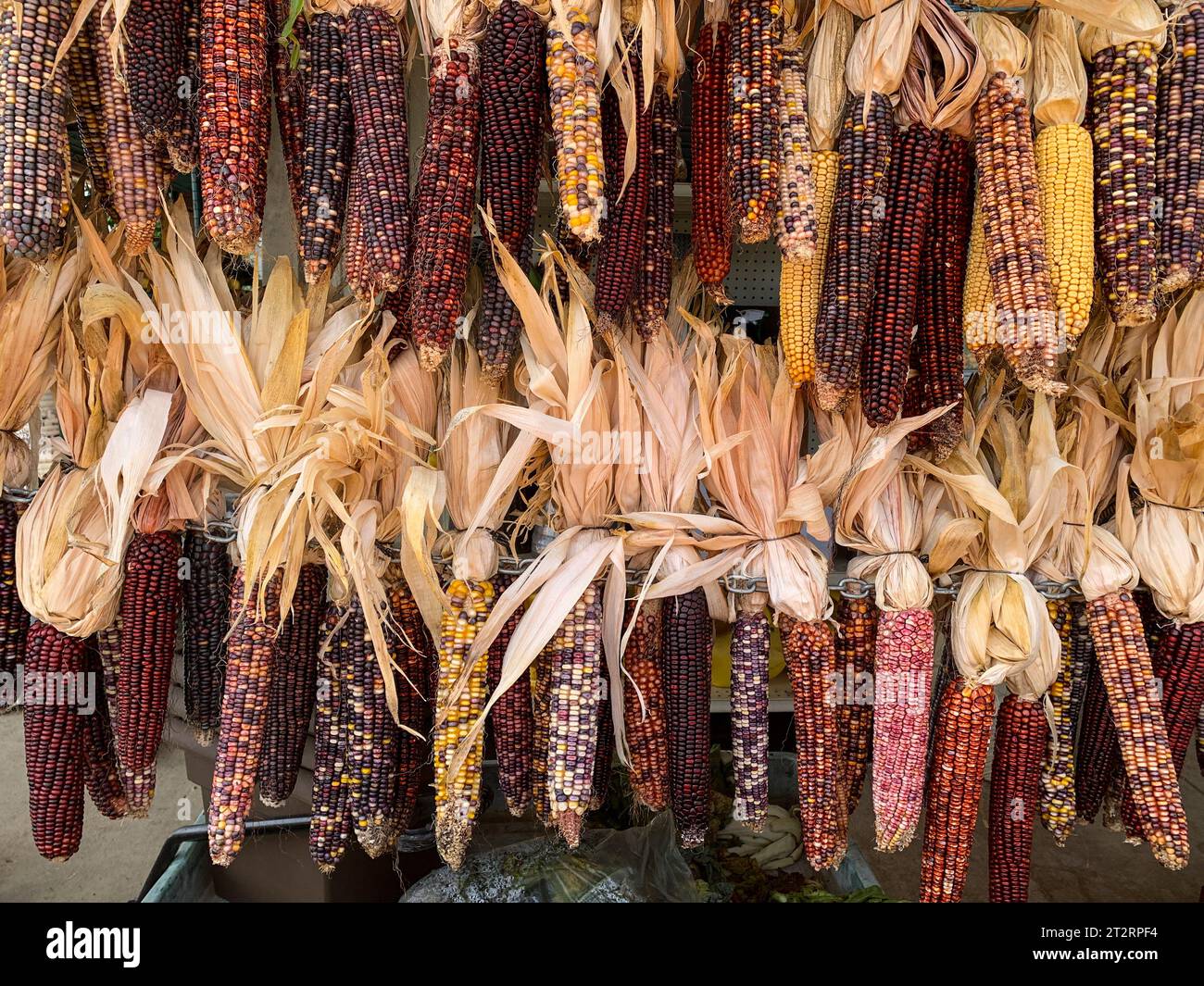Indian corn hi-res stock photography and images - Alamy