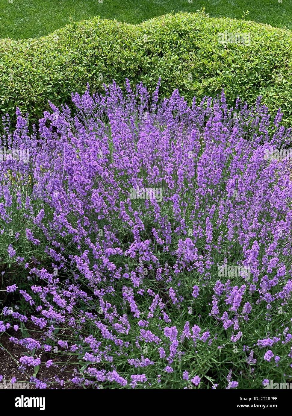 Virginia green hi-res stock photography and images - Alamy