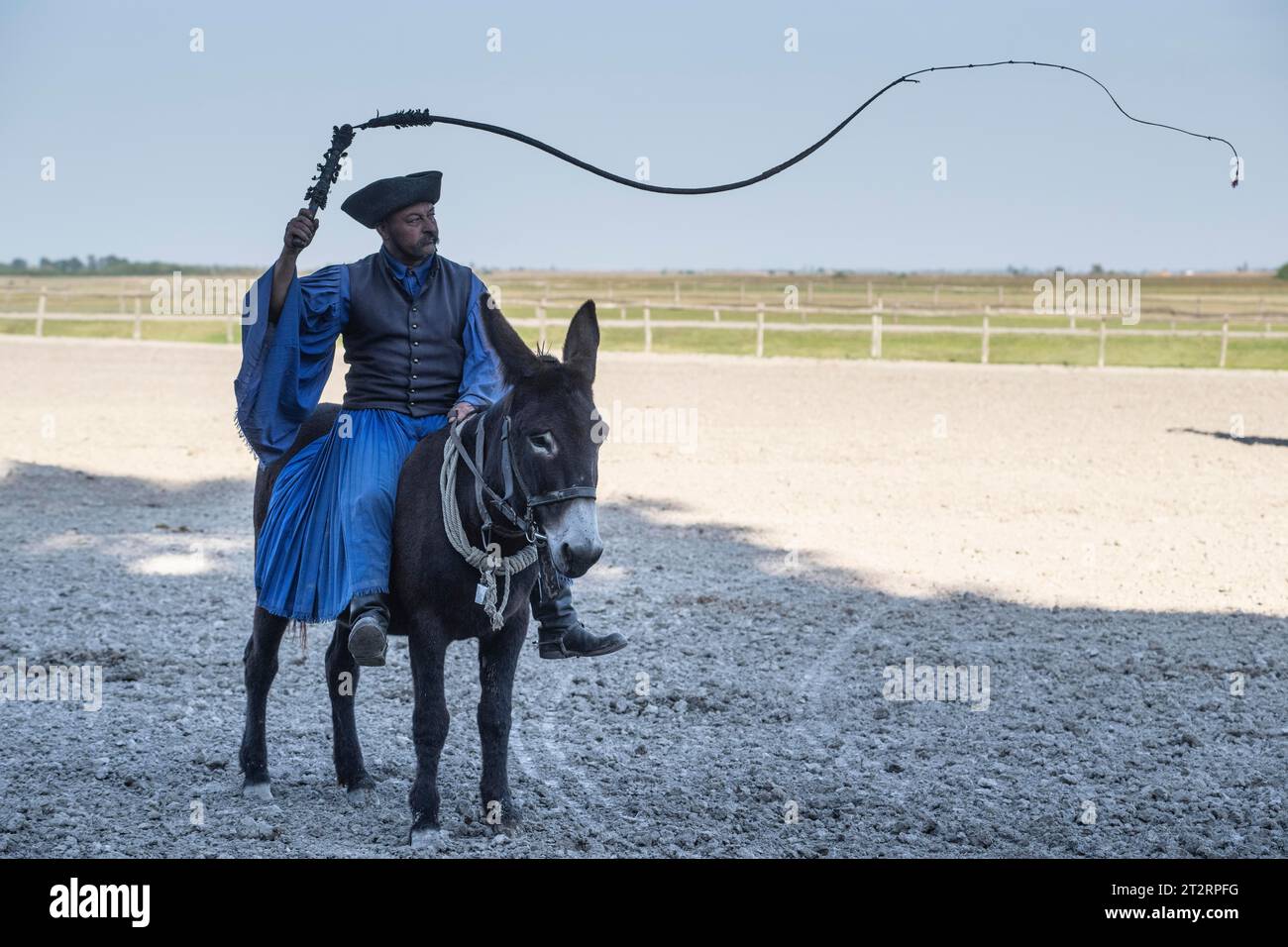 Cracking the whip with the Hungarian shepherd's whip on a donkey (Equus ...